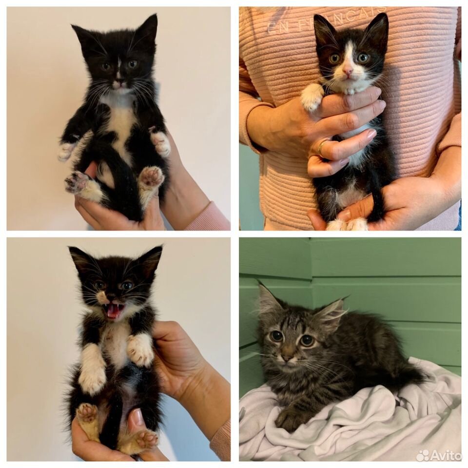 У котят три дня. Клинику закрывают на карантин