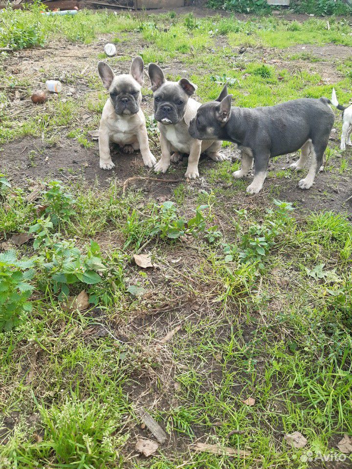 Палево голубые мальчики3мес