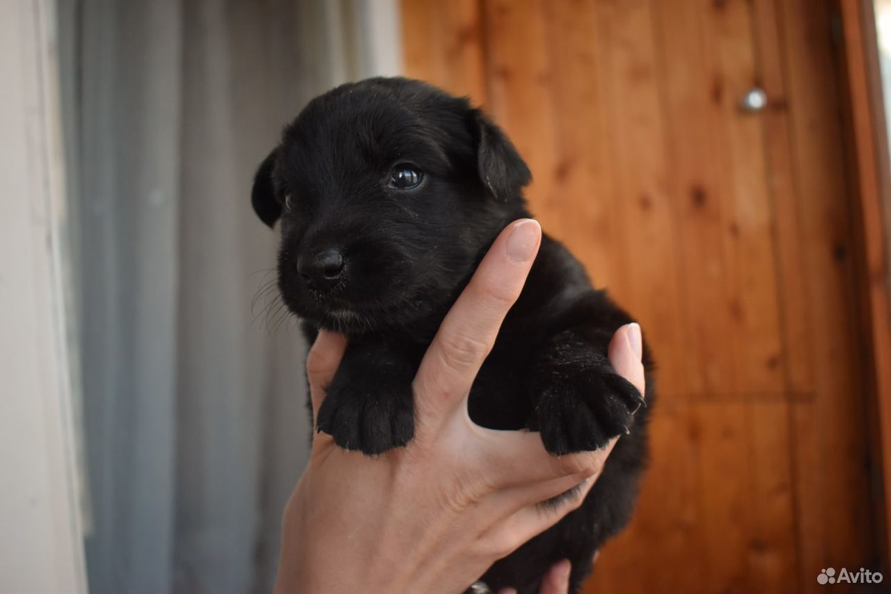 Маленькая Черри ищет дом