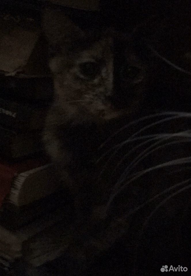 Кошка 3,5 месяца
