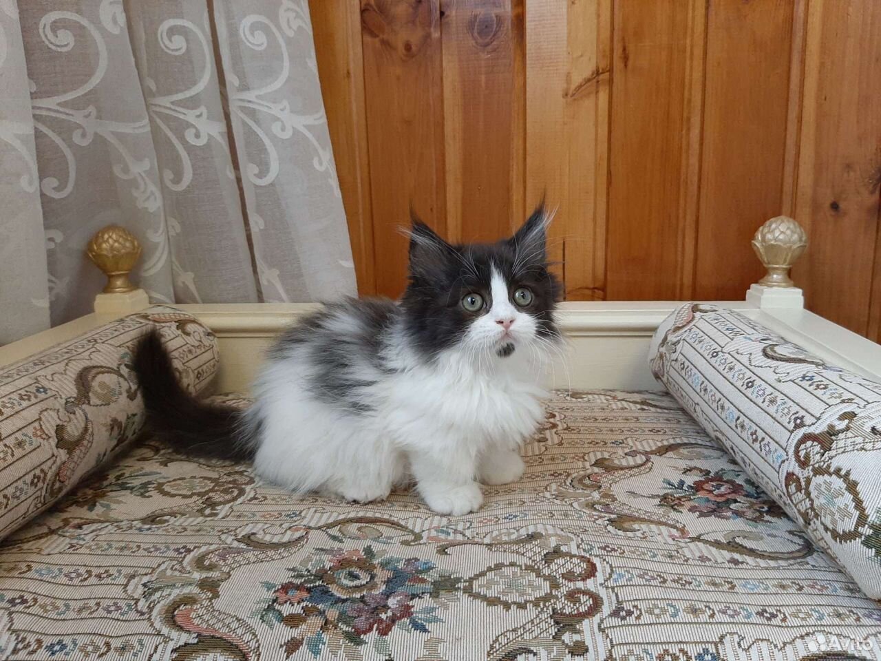 Котята манчкины (менуэты)