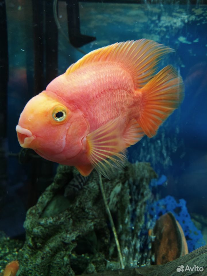 Red parrot красный попугай