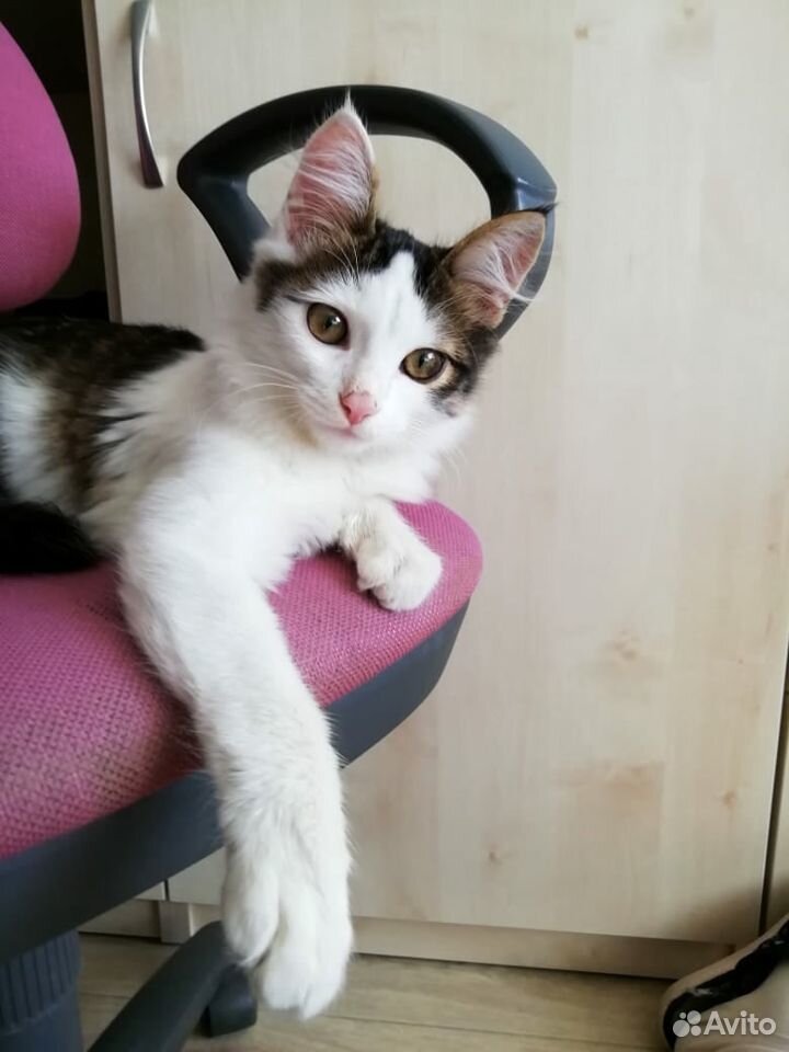 Найденный котенок-мальчик