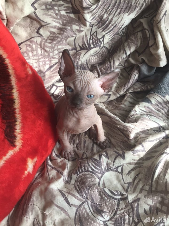 Продать котята канадский сфинкс. Очень милые детки