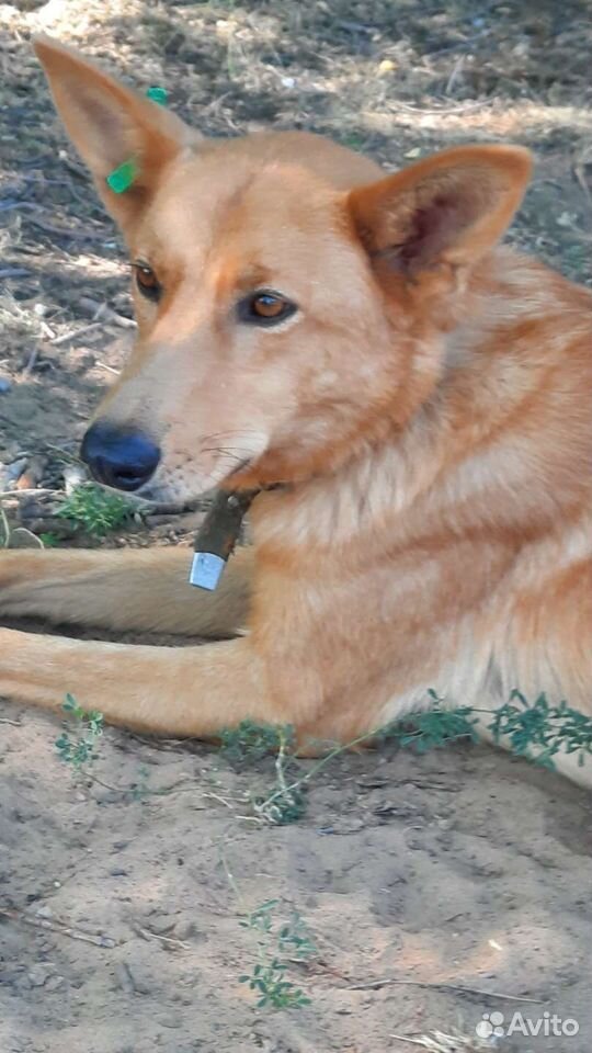 Рыжее чудо ждёт своего друга