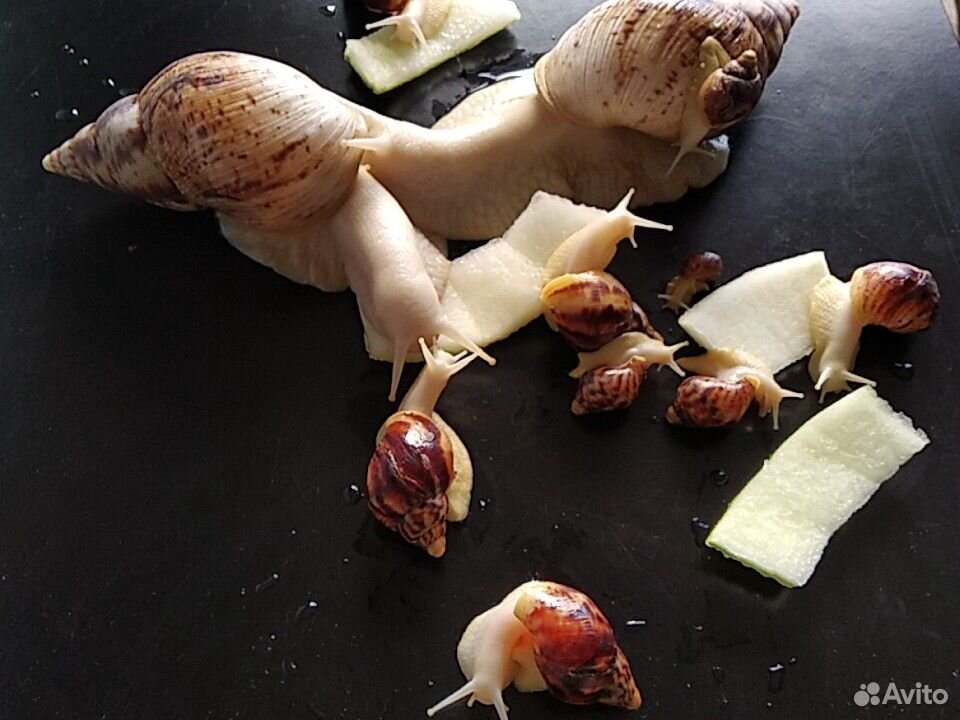 Улитята большой улитки Альбино