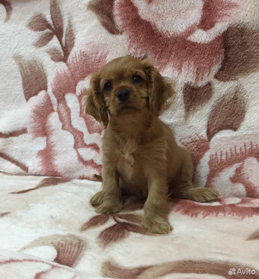 Рубиновое счастье