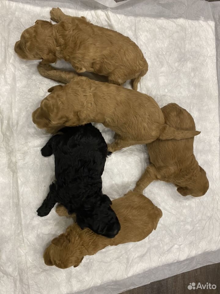 Домашние животные собаки