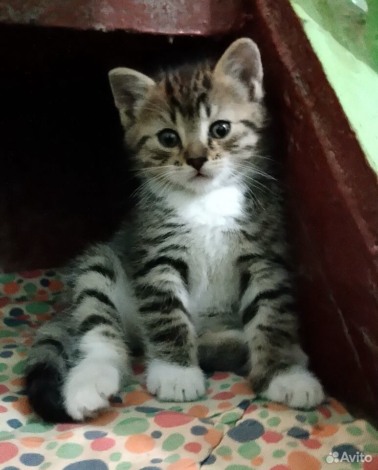 Котята 5 недель