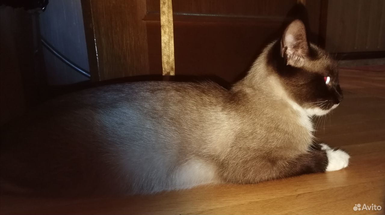 Кошки