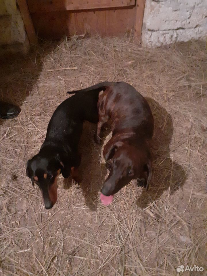 Продаются таксята