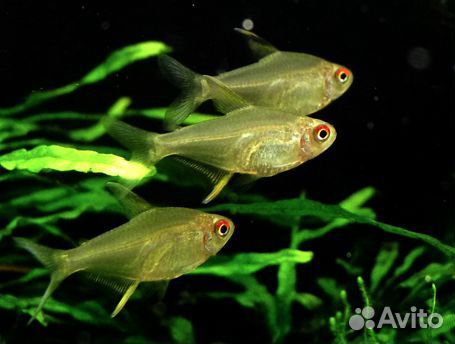 Харациновые рыбки в ассортименте