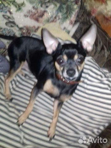 Вязка той-терьер