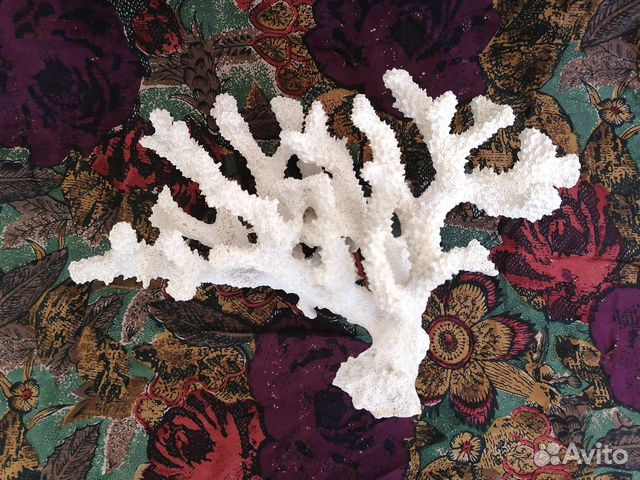 Белый коралл 22 см