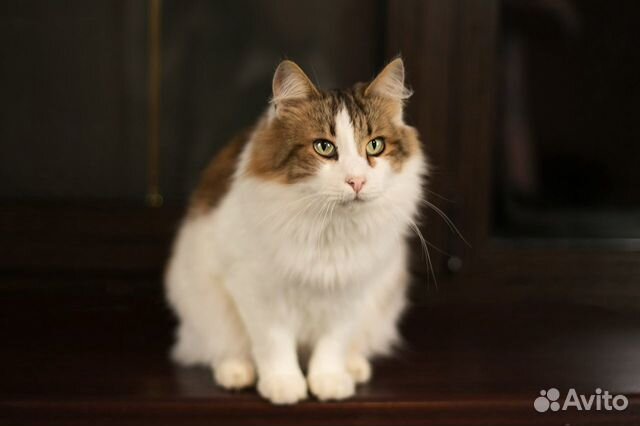 Нереальный кот Мерлин ищет дом