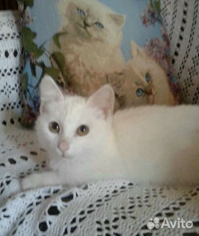 Белоснежный ласковый котик 5 месяцев