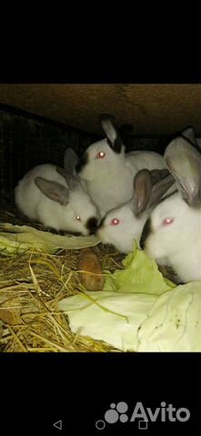 Домашние животные