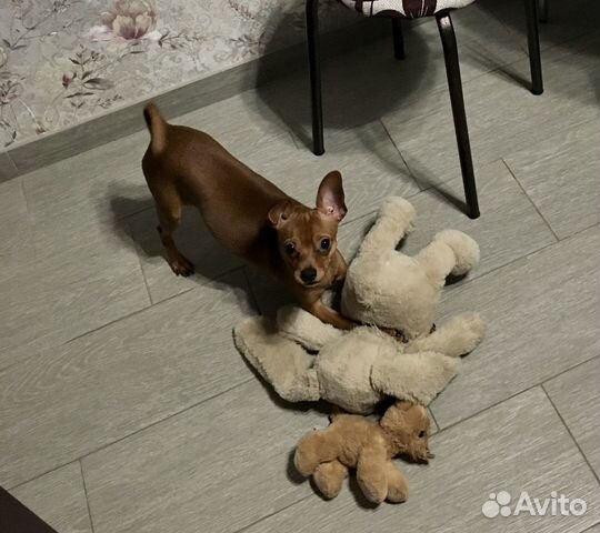 Собака той-терьер