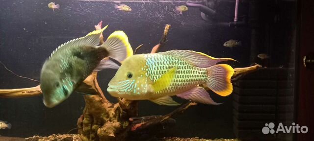 Акара бирюзовая пара