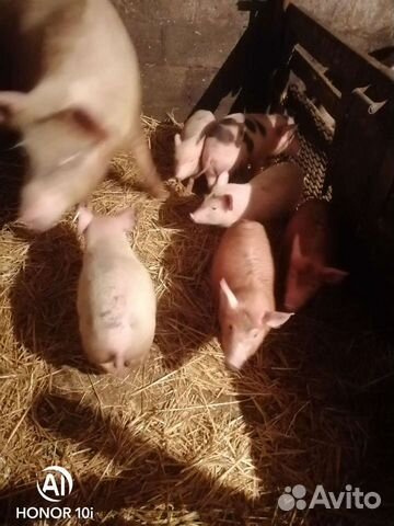 Продаются поросята, 2 месяца