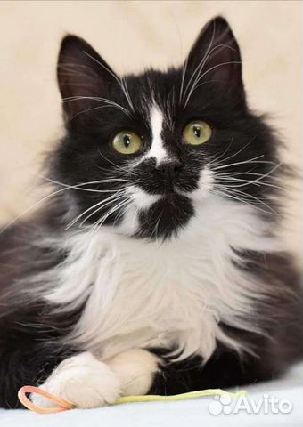Котёнок