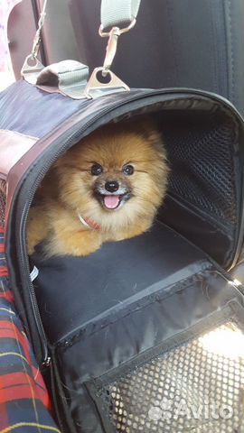 Померанский шпиц в самые добрые руки