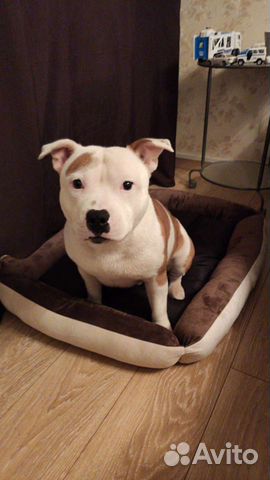 Английский стаффордширский бультерьер - Вязка