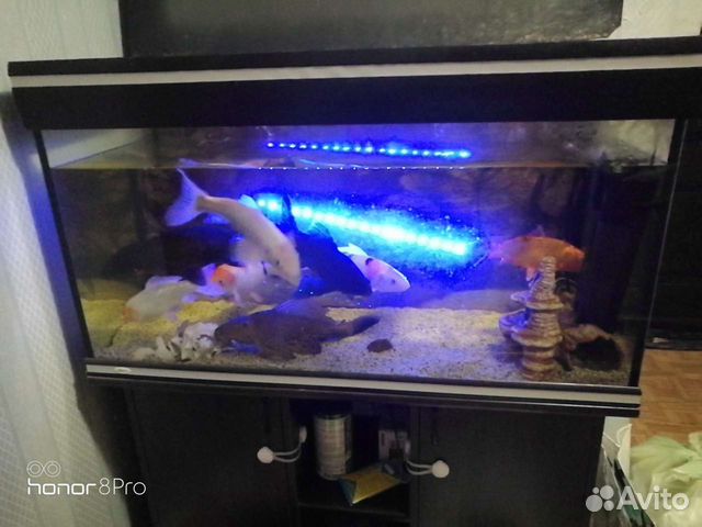 Карпы коя и аквариум