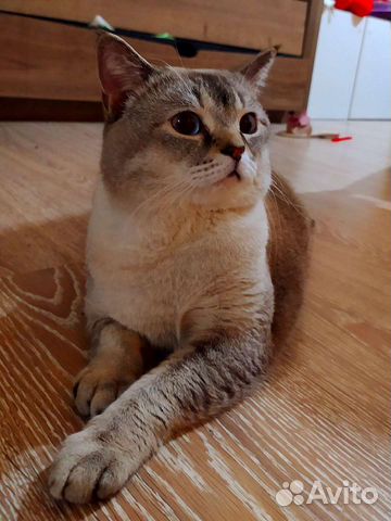 Шотландский кот вязка