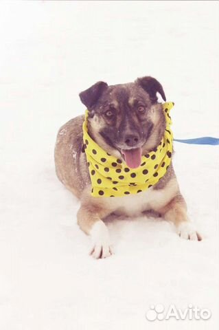 Собака Лира в добрые руки