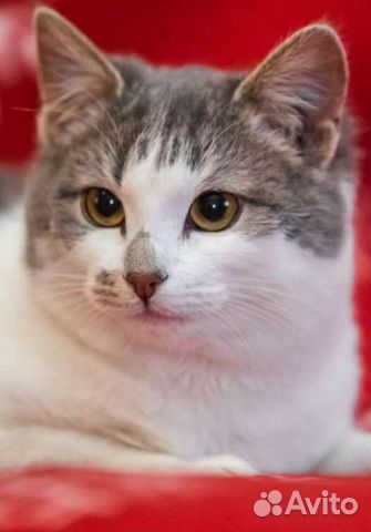 Милашка Олли