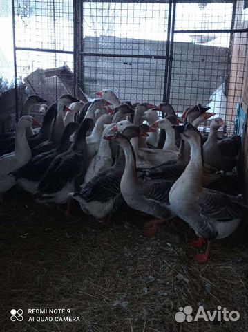 Гуси на племя