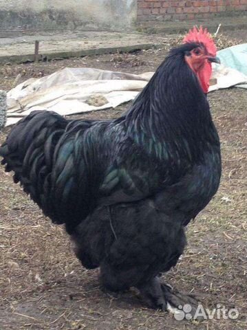 Петухи чёрного и мраморного кохинхина