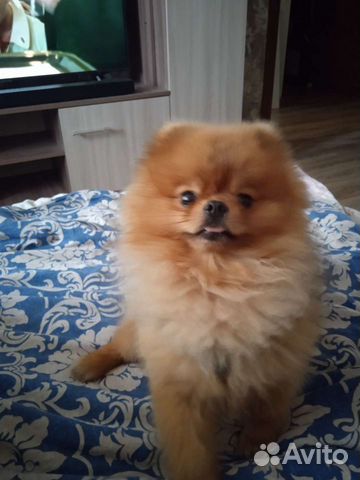 Мини шпиц вязка