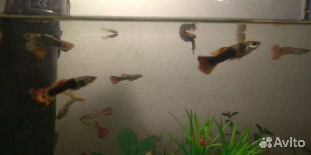 Продаю рыбок гуппи