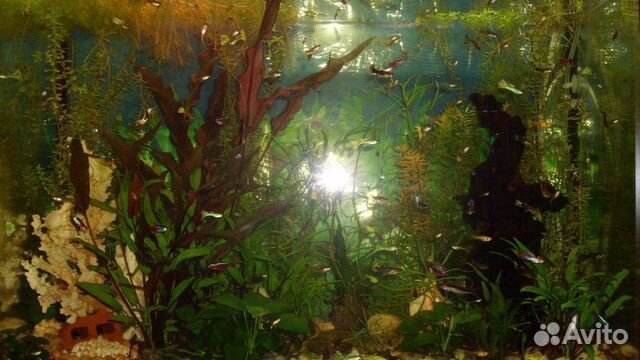 Аквар. растения: лимнобиум, риччия и криптокарина