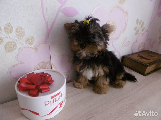 Йоркширчики. Мини и Стандарт