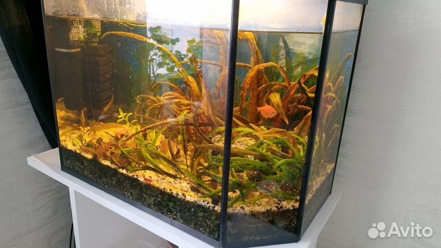 Аквариум 50л с рыбками и всем содержимым + тумба