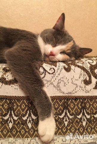 Ласковая трехцветка в добрые руки