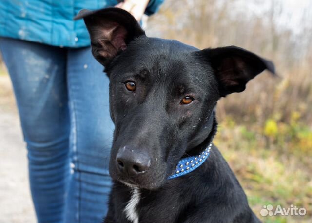 Молодой парень по имени Ральф - в добрые руки