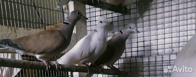 Птицы Горлицы Голуби