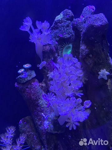 Ксения пульсирующая фраг