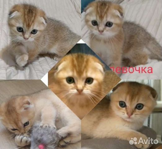 Вислоухая шотландская малышка