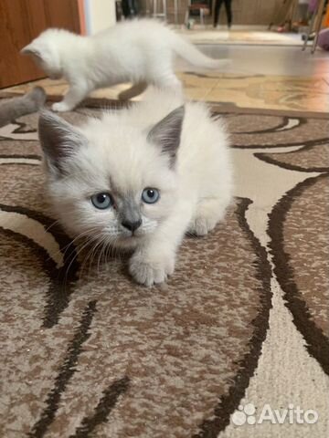 Британские котята