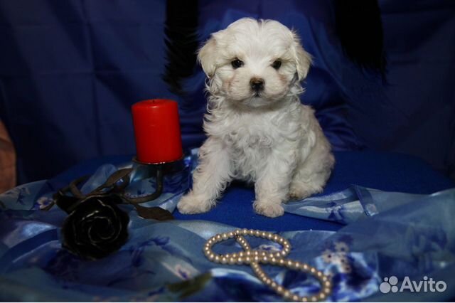 Мальтийский бишон