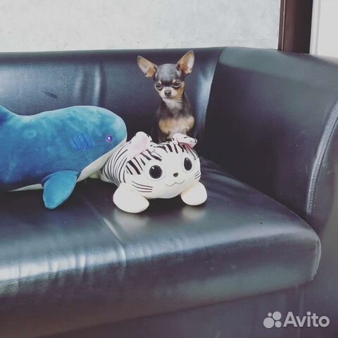 Голубо - подпалый малыш подрощеный. Супер миник