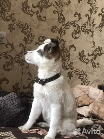 Щенок(девочка)