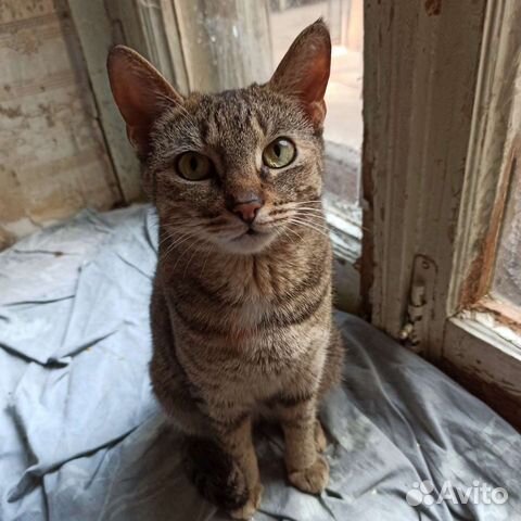 Кошка Жаклин