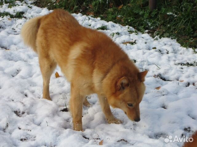 Карело финская лайка