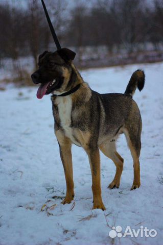 Чудесная собака в добрые руки
